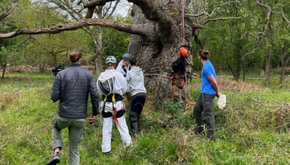 Day in the Life of a Forester at Blenheim Estate | Blenheim Estate