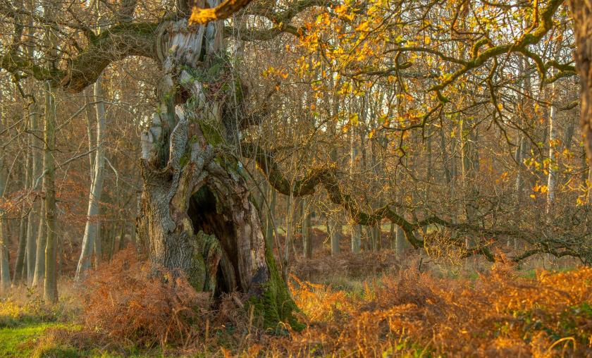 High Park | Ancient Woodland at Blenheim Estate