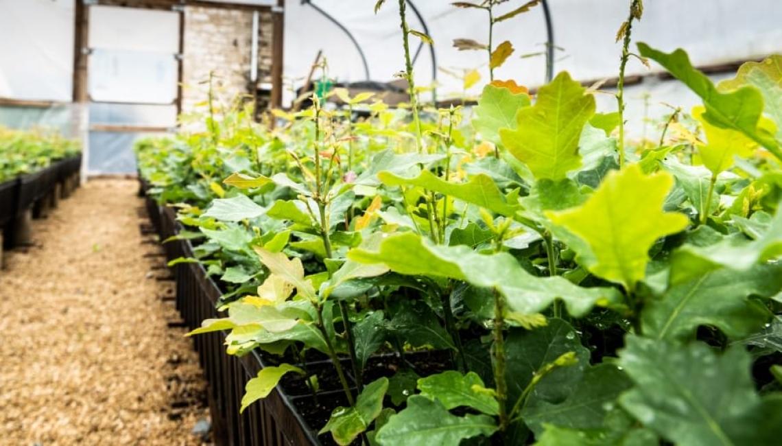 Pioneering project to improve the effectiveness of reforestation ...